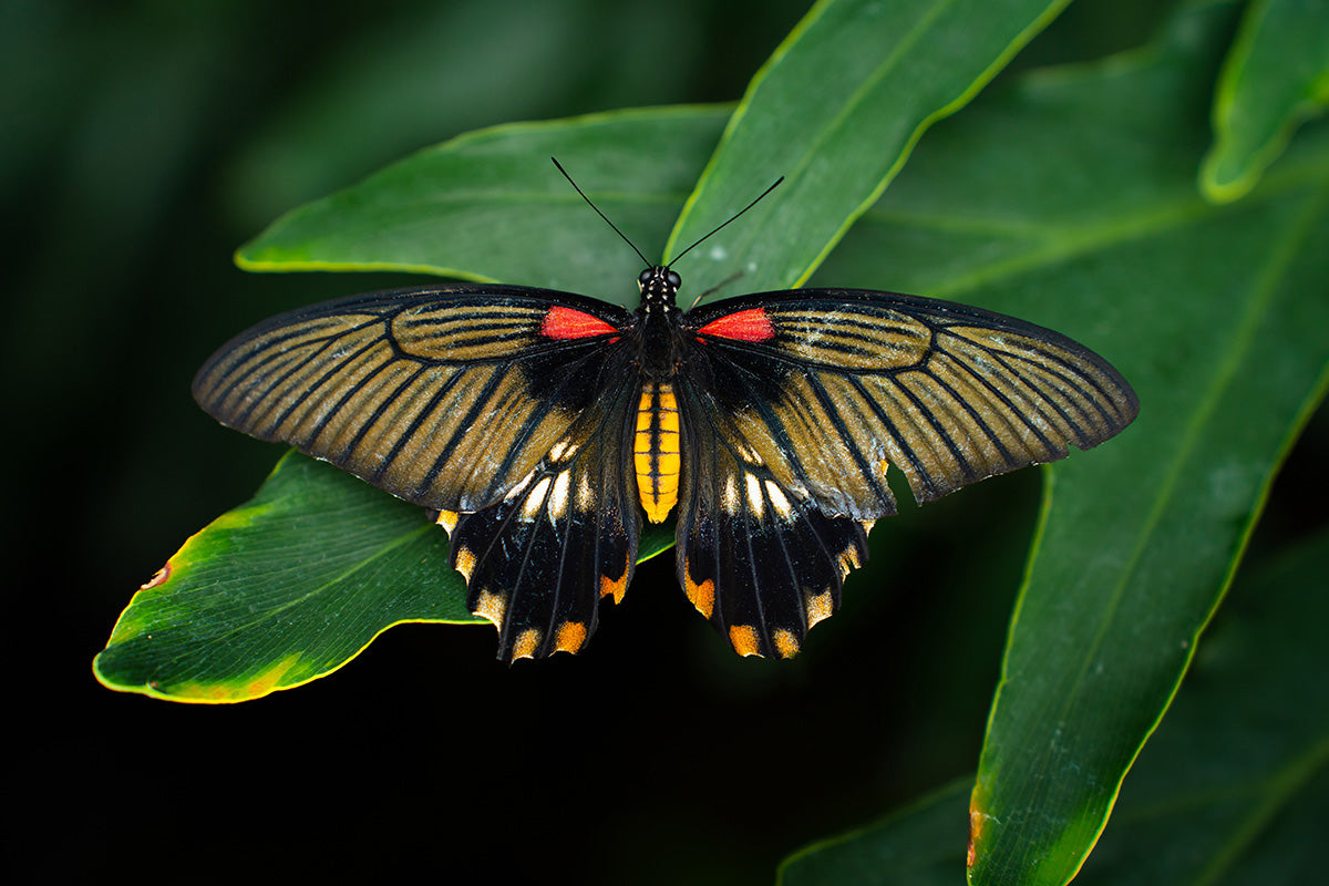 Mindfulness in Focus with Chelsea Marcantonio – Looking Glass ...