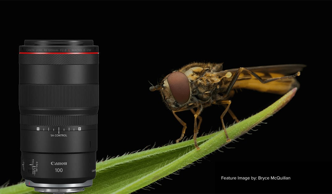 Macro Photography with the Canon RF 100mm F2.8L Macro – Looking Glass ...