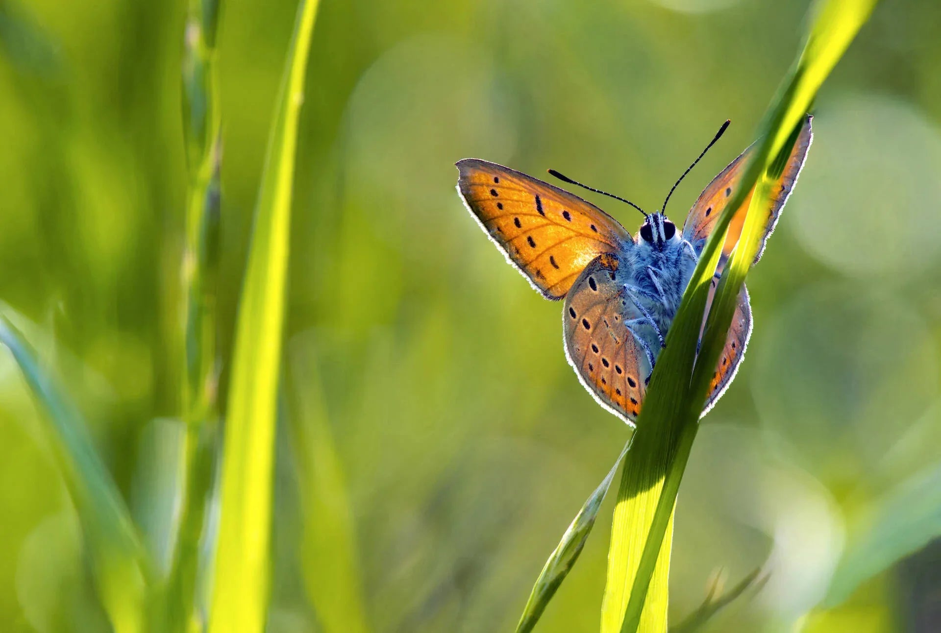 8 Tips for Getting Started with Outdoor Macro Photography – Looking ...