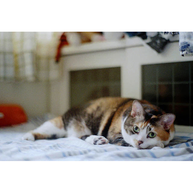 Beginner Color 35mm Film 5-Pack | Looking Glass Photo – Looking Glass ...